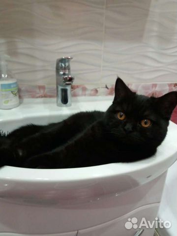Юная шотландская коша
