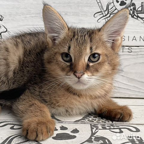 Чаузи Ф1 мальчик