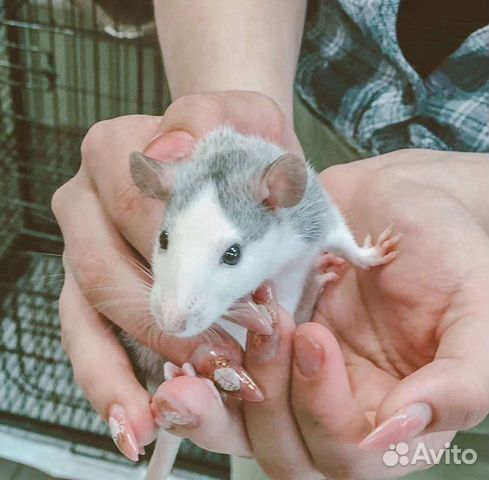 Крыса дамбо