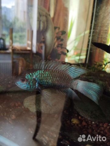 Наннакара самец/сомики