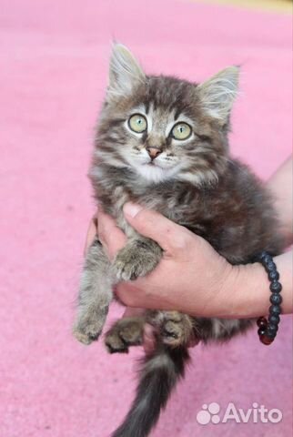 Кому чудесного которебёнка