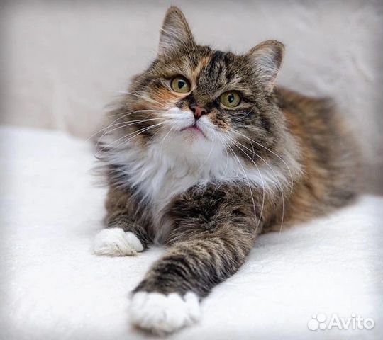 Маняша (1,5 года) кошечка пережившая предательство