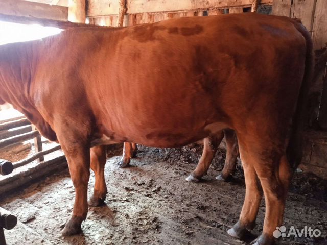 Быки на мясо