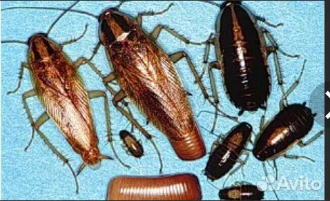 Рыжие тараканы, или прусаки