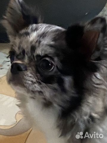 Мерле мальчик