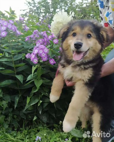 Собака в добрые руки