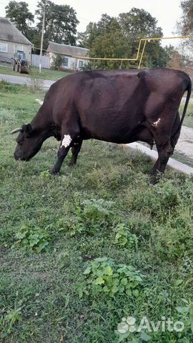 Коровы дойные молочные