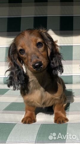 Щенки таксы