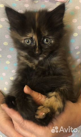 Пушистый котенок подрос и ищет дом