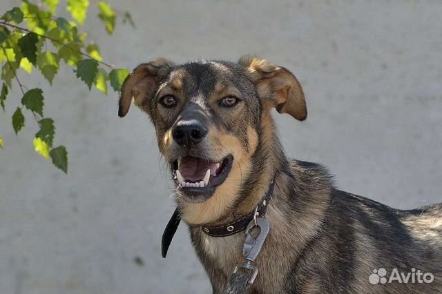 Метис овчарки, мальчик