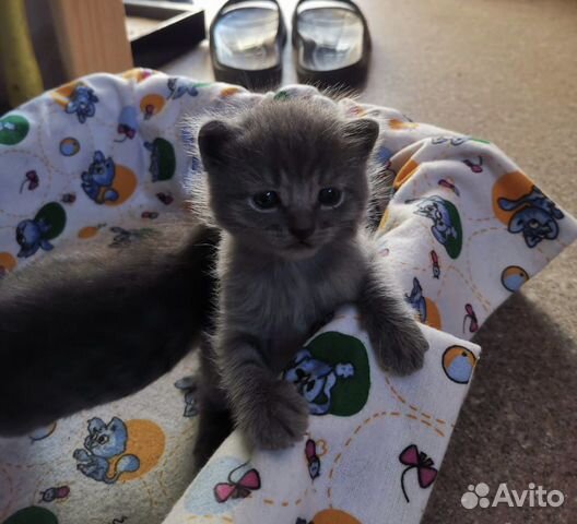 Котята и кошка