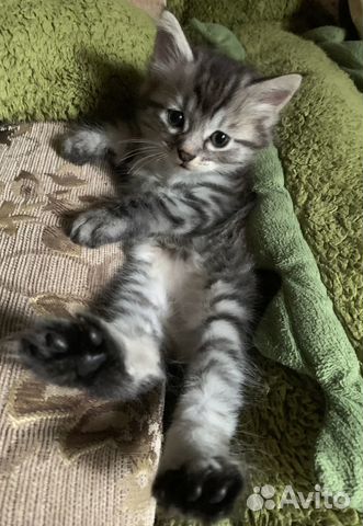 Котёнок Курильский Бобтейл