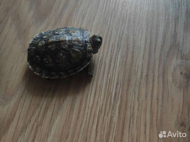 Красноухая черепаха