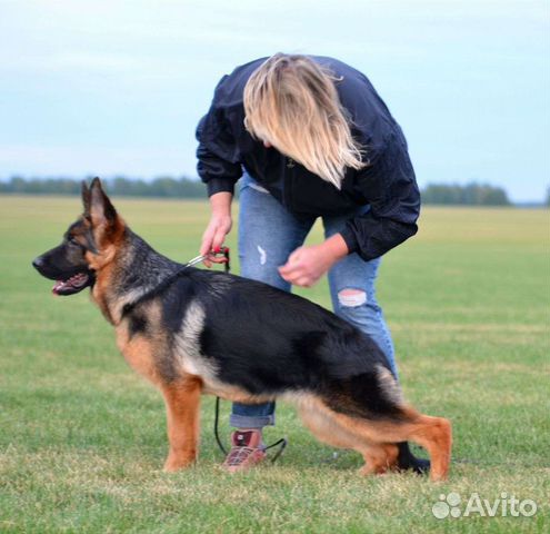 Немецкая овчарка