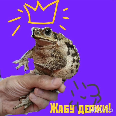 Головастики жабы аги (Rhinella marina)