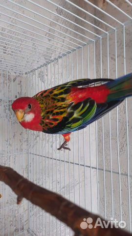 Попугай Розелла