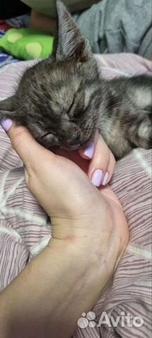 Кошечка 1 мес