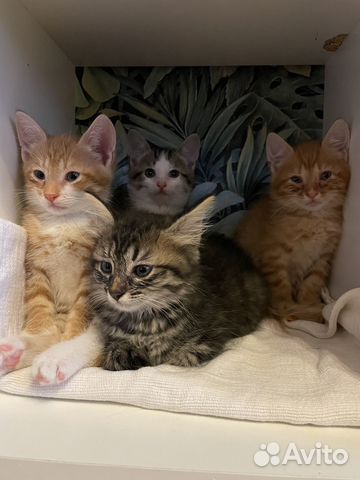 Котята социализированные в добрые руки