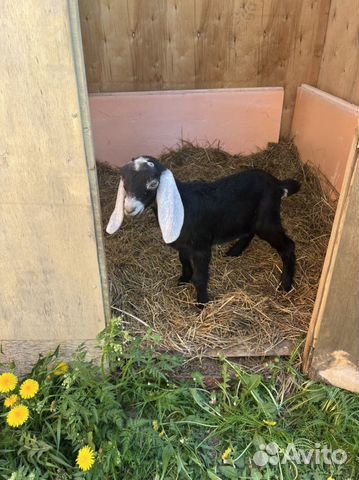 Коза нубийская