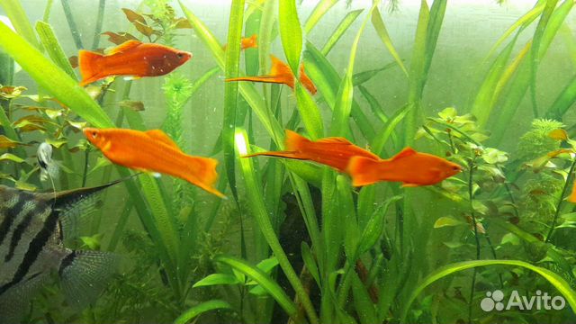 Аквариумные рыбки