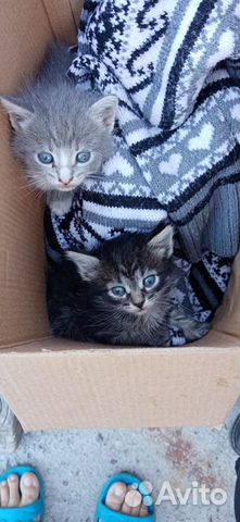 Котята девчата в добрые руки