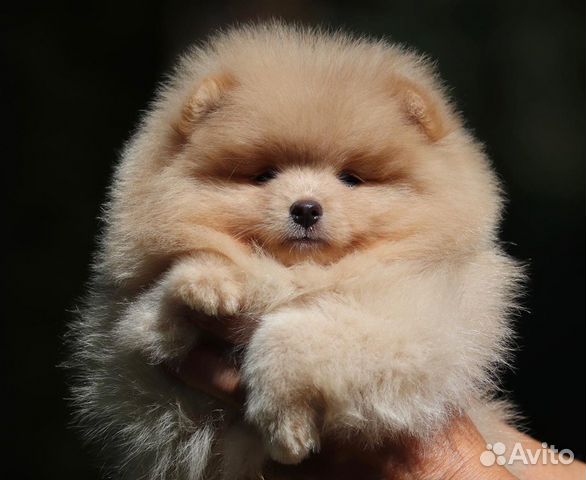 Померанский мальчик мини