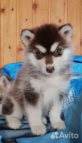 Хасятки шоколадки