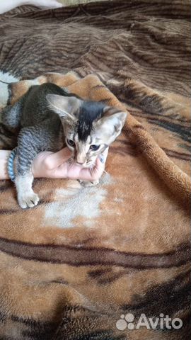 Ориентальная кошка