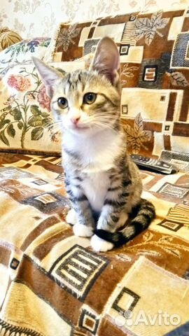 Котенок мальчик 4 месяца