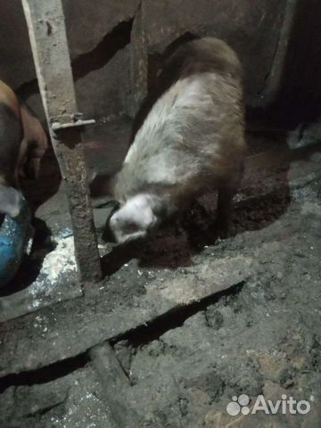 Хряк, дюрок на племя