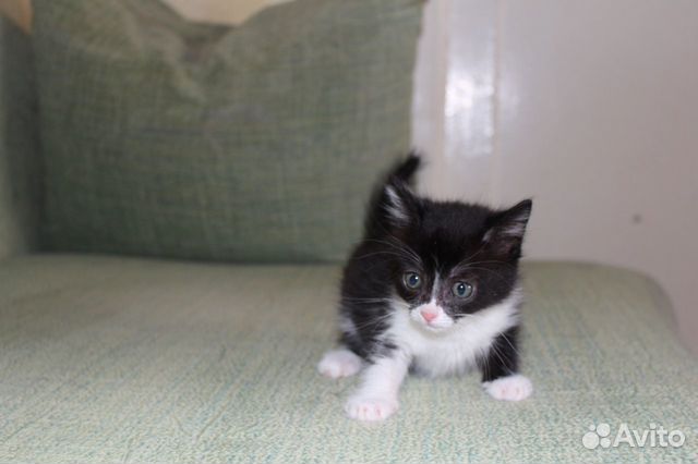 Маленький котенок ищет дом