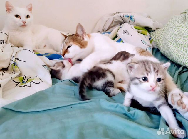 Кошки,котики,котята,пушистые и нет