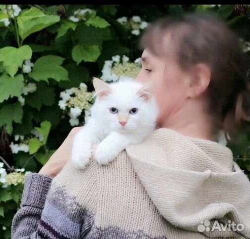 Невский маскарадный кот