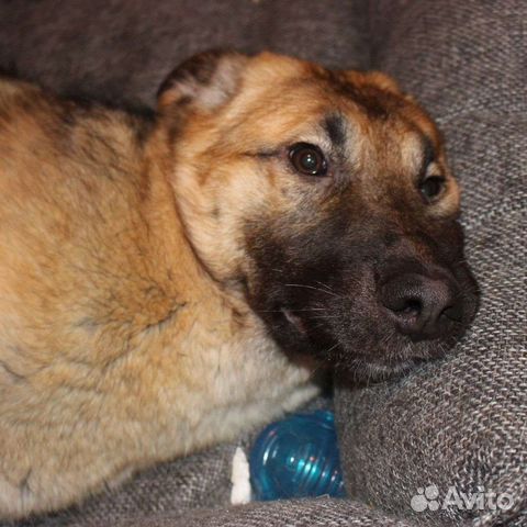 Собака Ева ищет дом