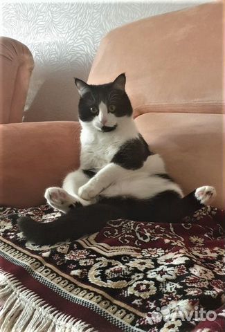 Котик Гаврюша в добрые руки отдам