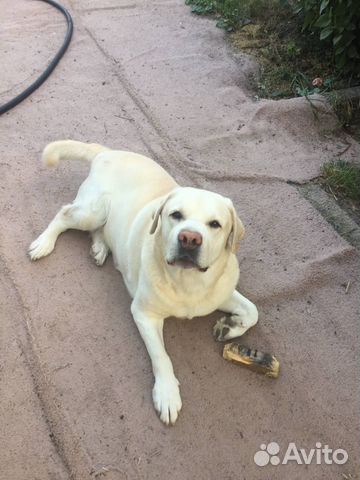 Отдам лабрадора