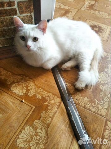 Белой кот из приюта
