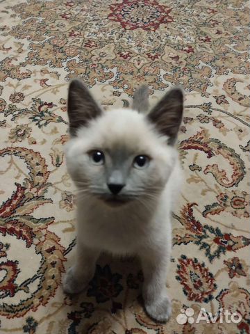 Сиамские котята мальчик и девочка