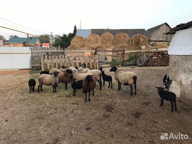 Овцы на продажу