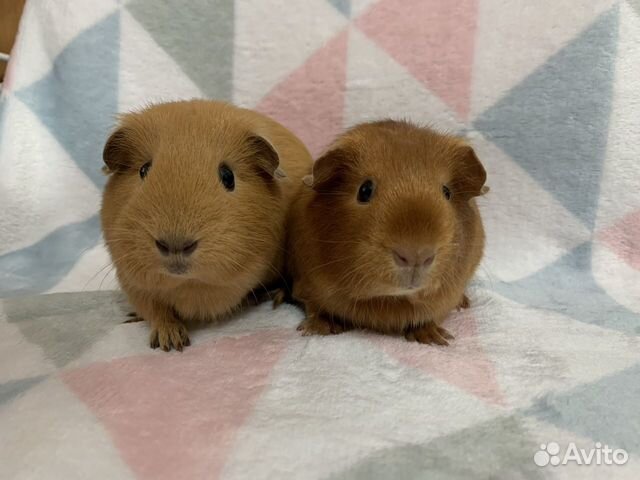 Морские свинки девочки селф красавицы
