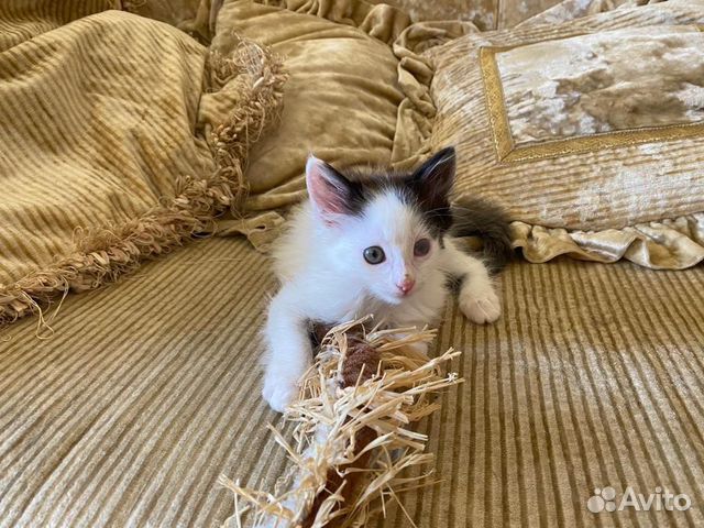 Котенок, мальчик 1,5 месяца, пушистый, ласковый