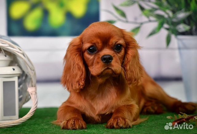 Рубиновая красотка счастья