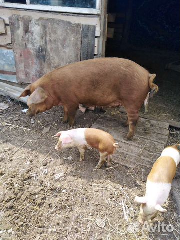 Поросята