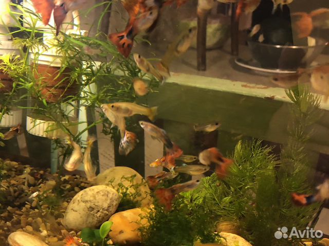 Рыбки гуппи