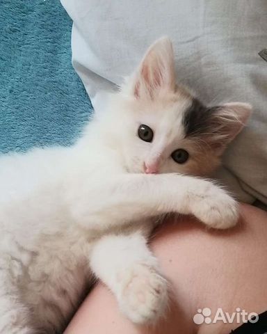 Котомалыш идет дом