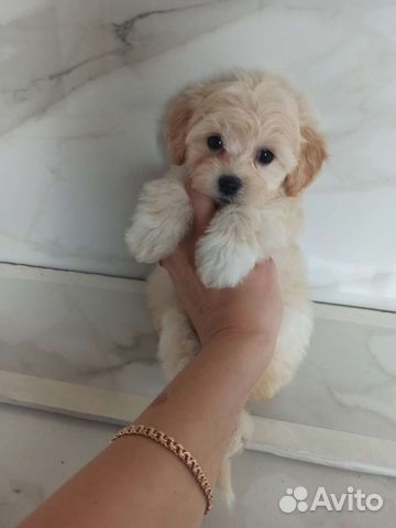 Мальтипу Ф1 девочка мини нежная ваниль