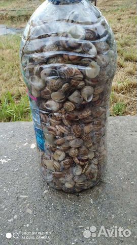 Улитки на корм