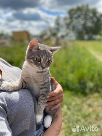 Котёнок в добрые руки