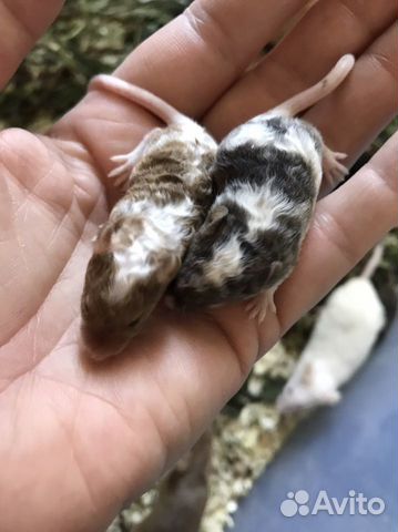 Декоративные мыши