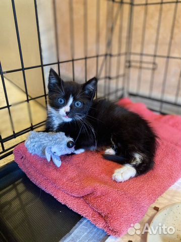 Котенок Лаки ишет дом